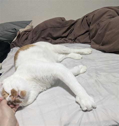 「それくれニャいの？」 飼い主の食べ物が欲しい猫、その切実な表情が秀逸 ほ・とせなnews