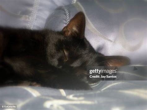 Kitty Jay Photos And Premium High Res Pictures Getty Images
