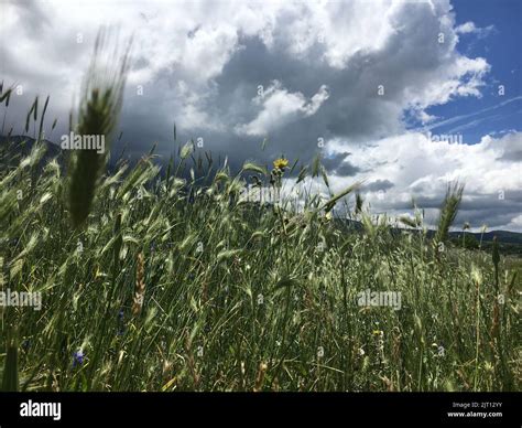 A Scenic View Of Green Plants And Grass On A Field In A Rural Area In