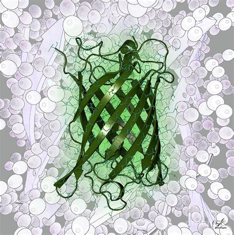 Green Fluorescent Protein Photograph By Francisco J Enguitascience