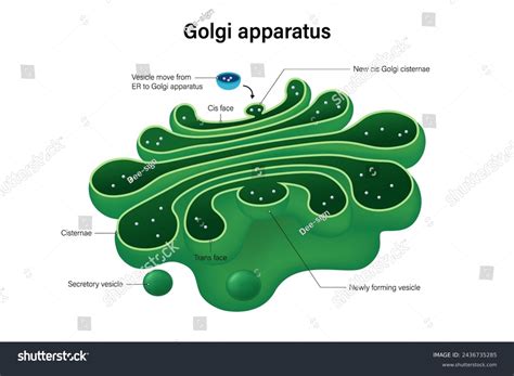 Plantecelle Golgi Body Candy