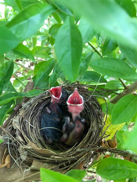 Bird Nest Hatchlings Birds Free Photo On Pixabay
