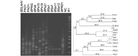 Boxa1r Pcr Fingerprint Profiles Generated Using Different Template