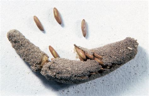 Grasshopper Egg Pods