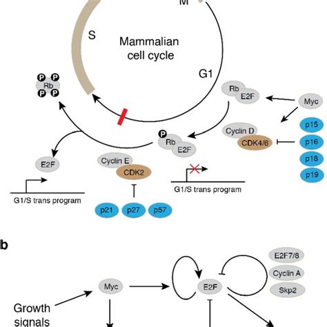 Pdf Explore Rb E2f Activation Dynamics To Define The Control Logic Of Cell Cycle Entry In