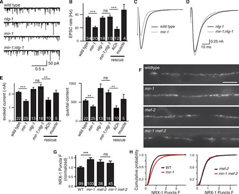 Neurexin And Neuroligin Mediate Retrograde Synaptic Inhibition In C Elegans Pmc