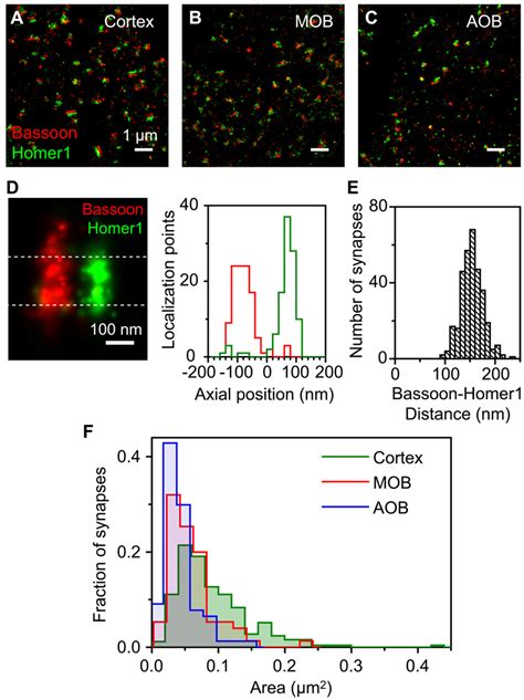 Super Resolution Imaging Of Chemical Synapses In The Brain Pmc