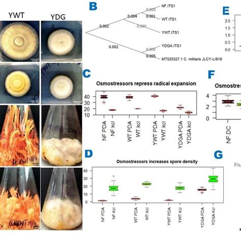 Hyperosmotic Conditions Induce Phenotypic Degeneration In Neutralized