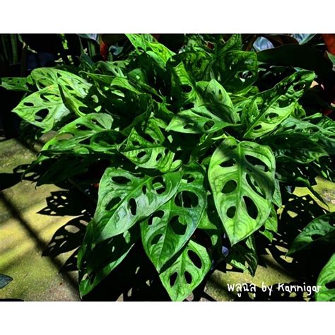 ด่วน️พลูฉลุ️ลำต้นใหญ่แน่นๆขนาดกระถาง4นิ้ว Fashion Luxjang Thaipick