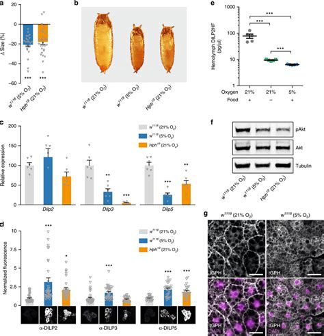 Hypoxia And Induction Of Hypoxia Adaptation Block Growth And Dilp