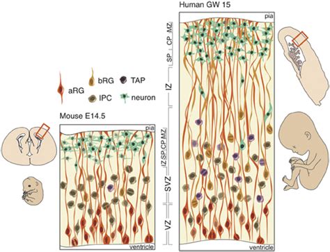 Schematic Of Neural Progenitors In The Developing Neocortex In Mouse