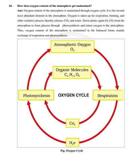 Oxygen Cycle Class 9