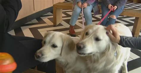 Canine Flu Vaccine Shortage Has Chicago Dog Owners Worried Cbs Chicago