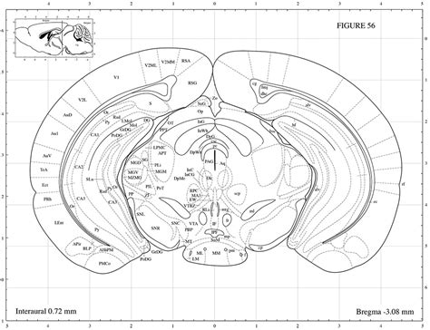 Rat Brain Atlas Pdf At Tyler Mckinley Blog