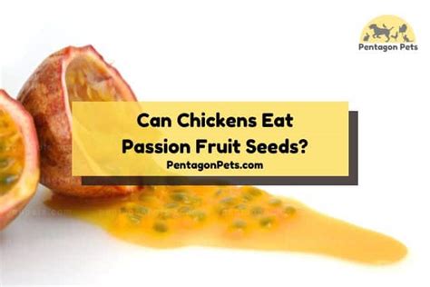 Can Chickens Eat Passion Fruit Is It Safe Pentagon Pets