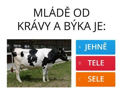 Domácí zvířata a jejich mláďata Výukové zdroje