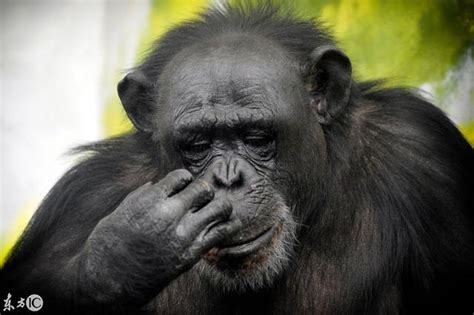 利貝雷茨動物園的成年雄性大猩猩正在犯困打盹兒 每日頭條