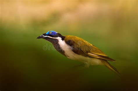 Blue Faced Honeyeater Entomyzon Cyanotis Bird In The Nature Garden
