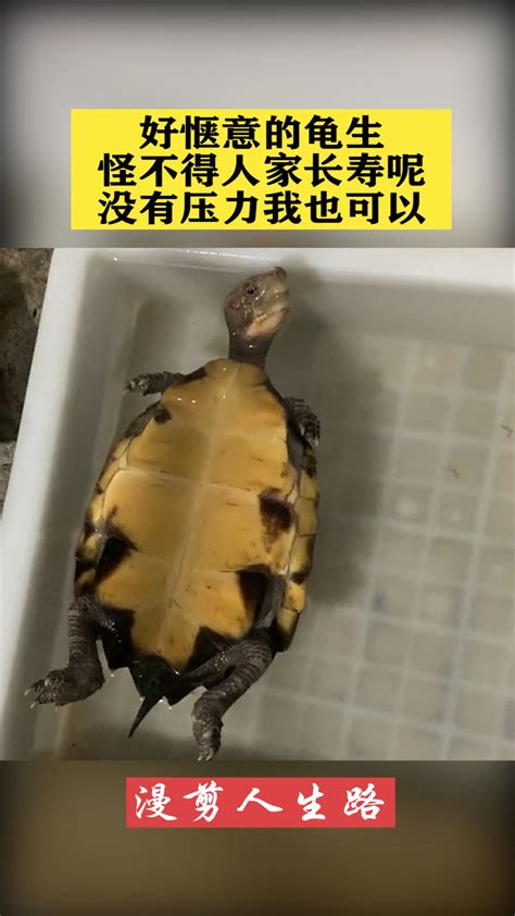小王八图片 搞笑图片王八图片搞笑图片 伤感说说吧