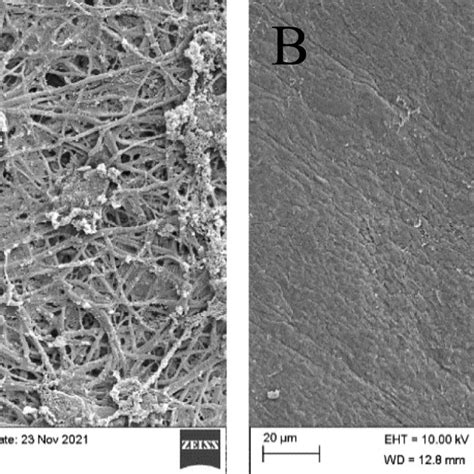 Chicken Eggshell Membrane Properties As A Unique Biological Material