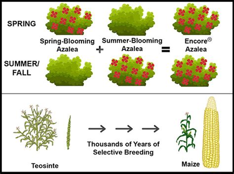 Genetically Engineered Plants