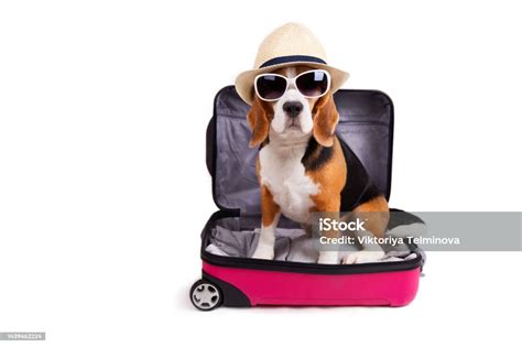 밀짚 모자와 선글라스를 쓴 비글 개가 열린 여행 가방에 앉아 있습니다 여름 여행 여행 준비 수하물 포장 개에 대한 스톡 사진 및 기타 이미지 Istock