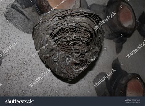 Open Wasp Nest On Attic Stock Photo 1223875003 Shutterstock