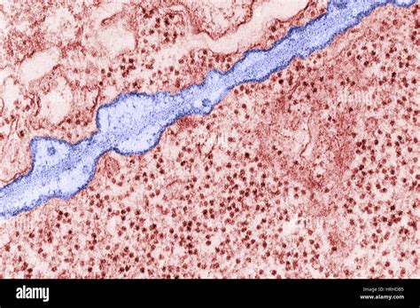 Cell Membrane Electron Micrograph