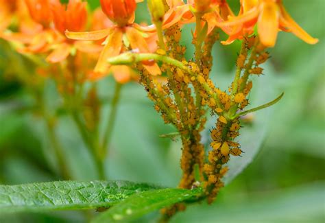 Aphids How To Identify Control And Prevent Damaging Infestations