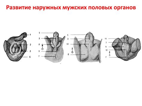 Эмбриональный гистогенез и органогенез половой системы Аномалии