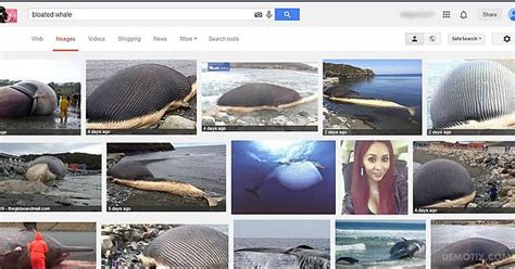Bloated Whale Imgur