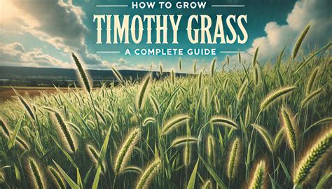 How To Grow Timothy Grass A Complete Guide For Success