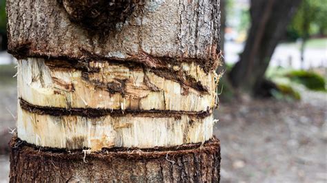 The Benefits Of Girdling A Tree Over Felling It
