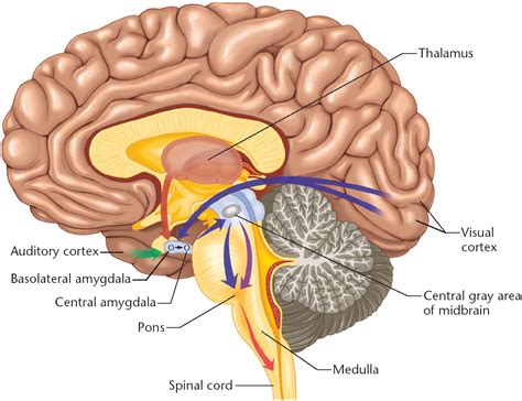 Parts Of The Brain Diagram Labeled Brain Function Science