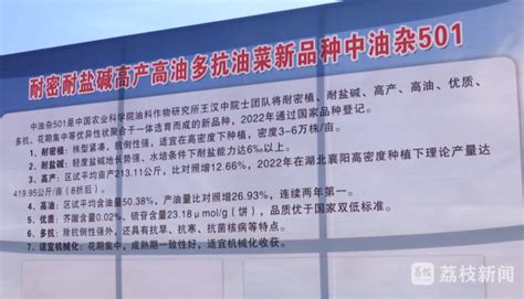 推进保障我国食用油供给安全！江苏东台“中油杂501”创盐碱地油菜高产新纪录荔枝网新闻