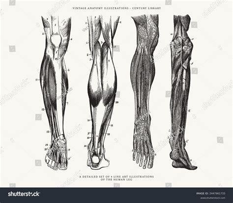 Set Human Anatomy Illustrations Drawings Leg Stock Vector Royalty Free