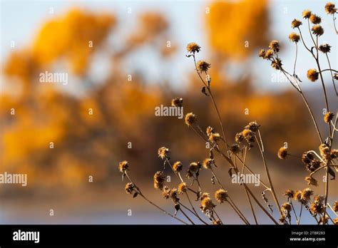 Dried Flowers Against Golden Bokeh Of Trees In New Mexico S Bosque Del