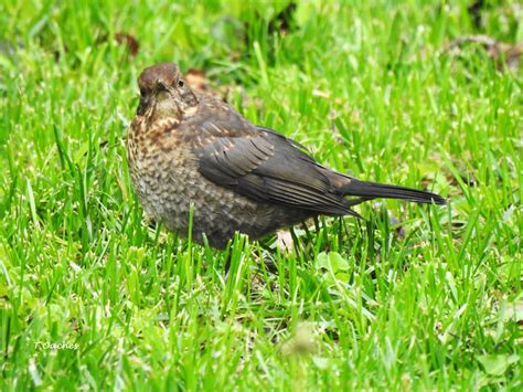 Pasari Din Romania Mierla 4 Pui Mici Turdus Merula