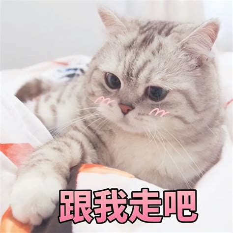 猫咪为啥会“兔子蹬”？前腿抱着你，后腿对你又蹬又踹 喵百科 上亦科技