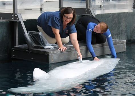 Georgia Aquarium Announces Beluga Whale Pregnancy Georgia Aquarium