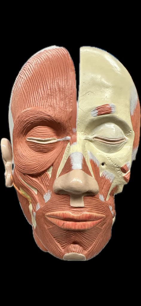 Muscles Of Facial Expression Diagram Quizlet