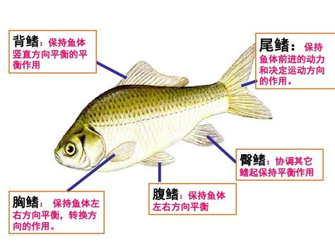 鱼身体结构分解图 千图网