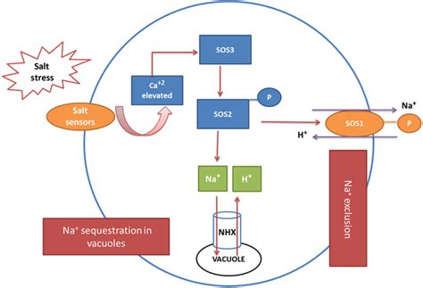 2 Salt Overly Sensitive Sos Pathway For Relieving Salinity Stress