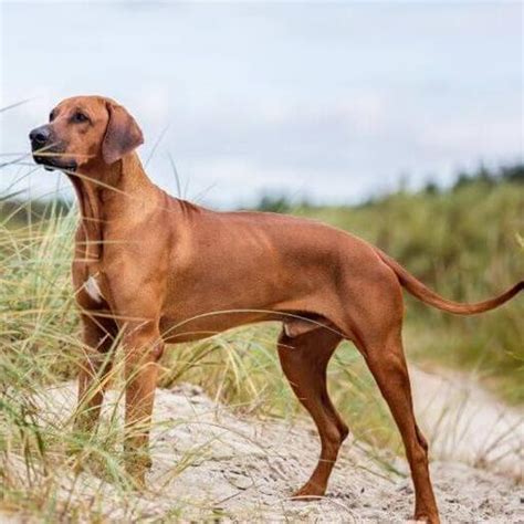 Leão Da Rodésia Todas As Raças De Cães Purina