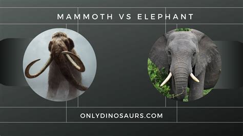 Woolly Mammoth Compared To Elephant Size