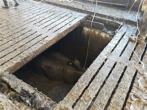 Three Cows Rescued By Emergency Services After Falling Into Stinking
