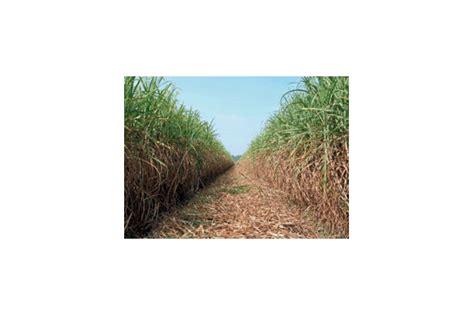 Biorefinery And Sugarcane