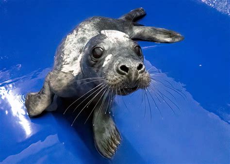 Cornish Seal Sanctuary Sea Life Trust Roach Bug 2024 25 Seal Pup Rescue Season