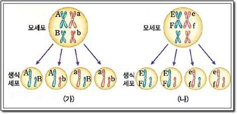 독립의 법칙과 연관유전 네이버 블로그