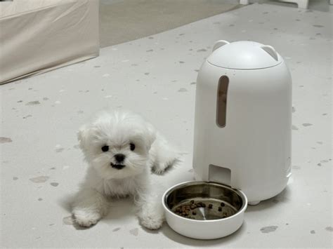 강아지 고양이 자동급식기 페키움 흰둥이 급식기 잼모네후기 🐶 네이버 블로그